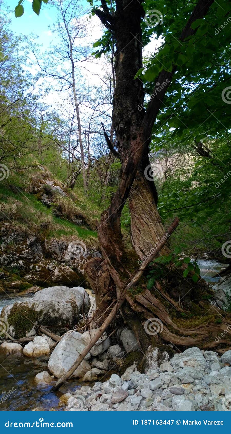 Tree near river stock image. Image of leaf, flower, wilderness - 187163447