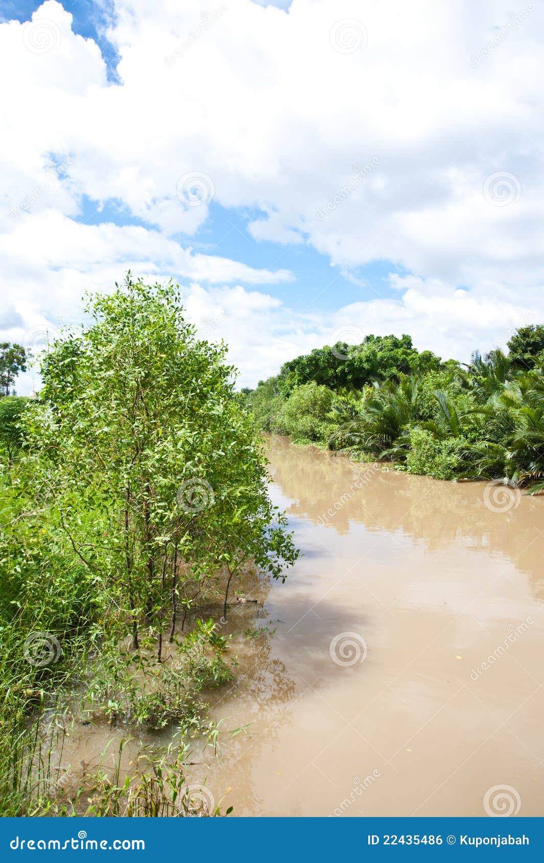 Tree near the river stock photo. Image of agriculture - 22435486
