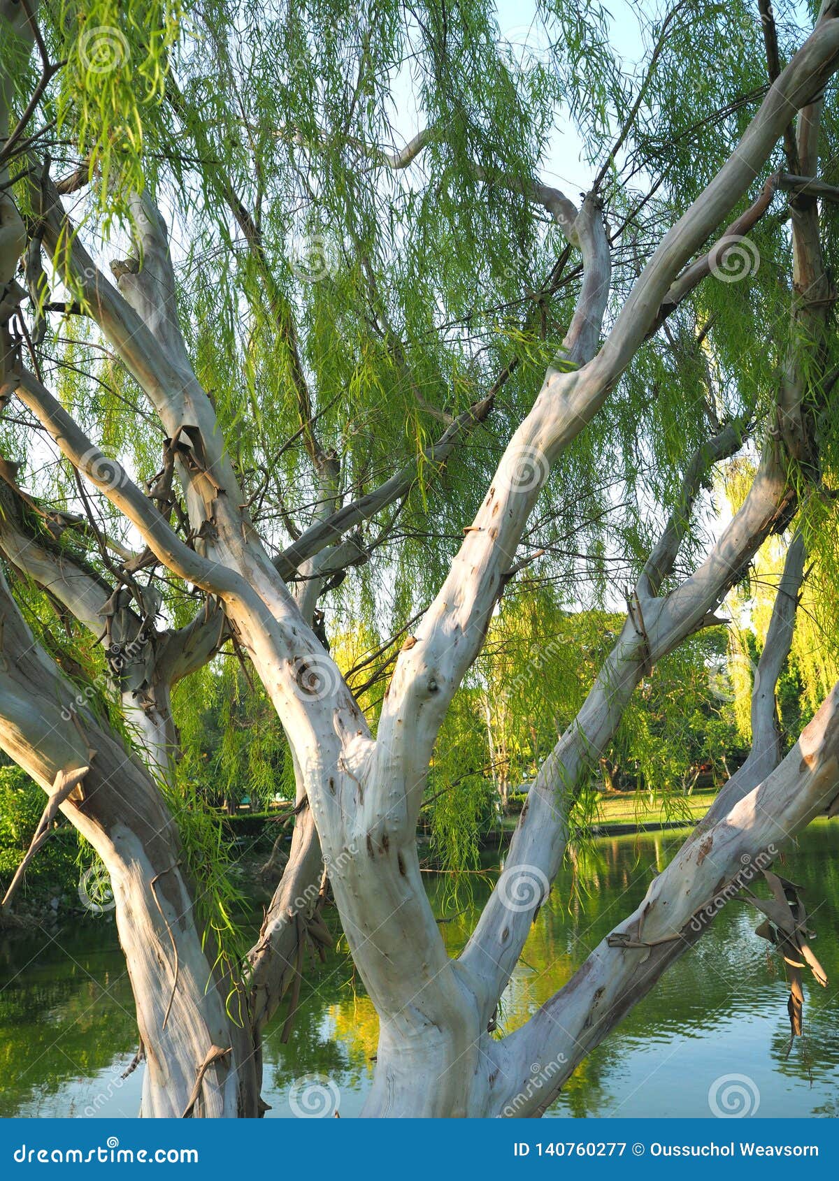 Tree near river in park. stock image. Image of spring - 140760277