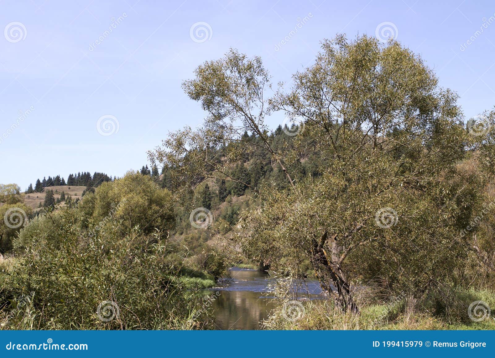 Tree near the river stock image. Image of water, nature - 199415979