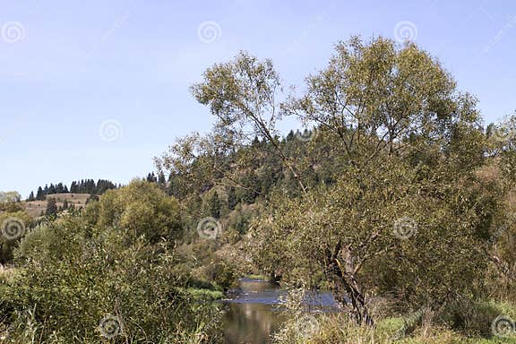 Tree near the river stock image. Image of water, nature - 199415979