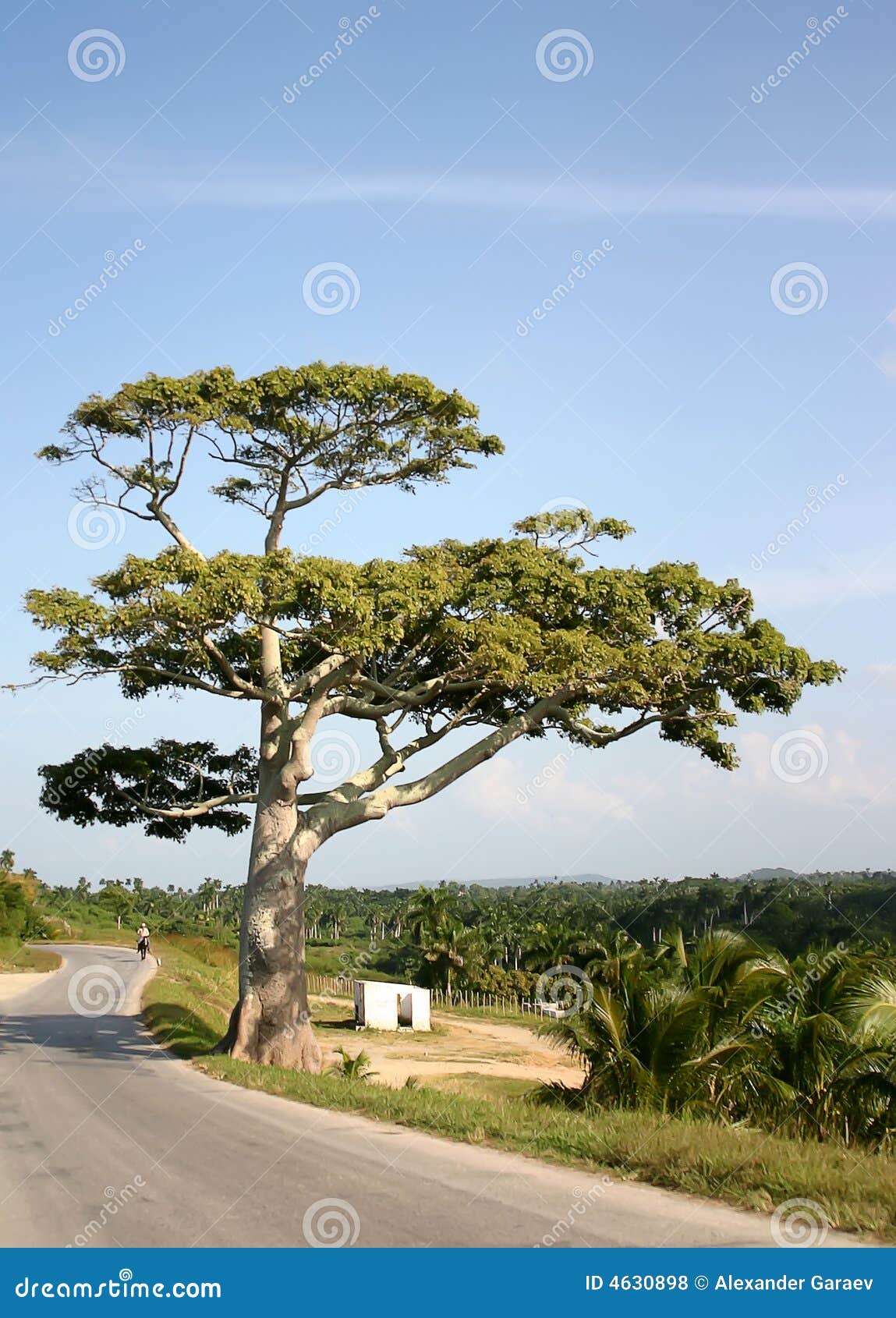 Tree near road stock photo. Image of grass, banana, plant - 4630898