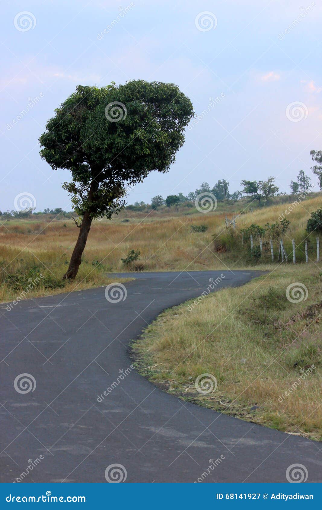 Tree near road stock image. Image of beautiful, farm - 68141927