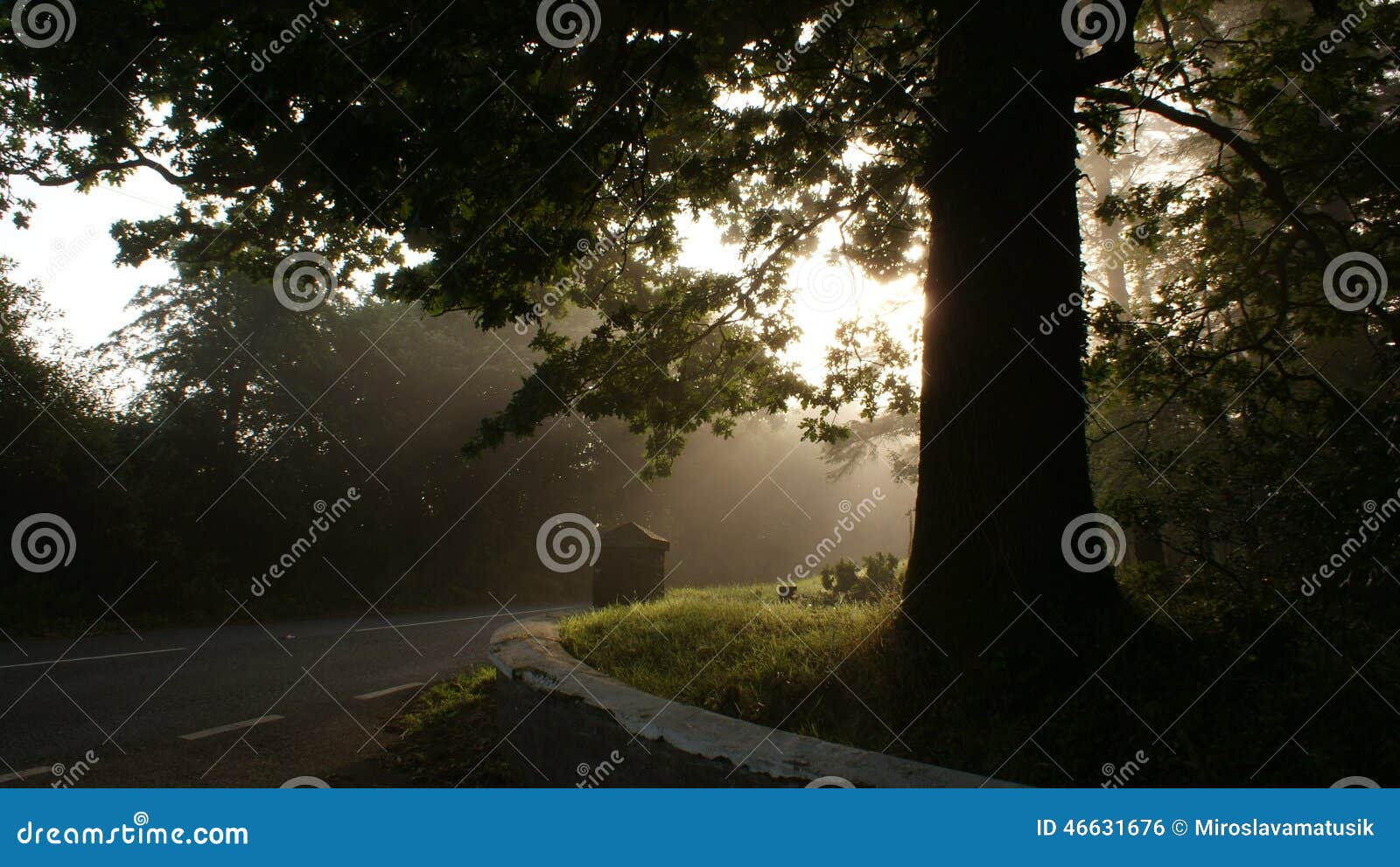 Tree near a road stock photo. Image of tranquil, scenery - 46631676