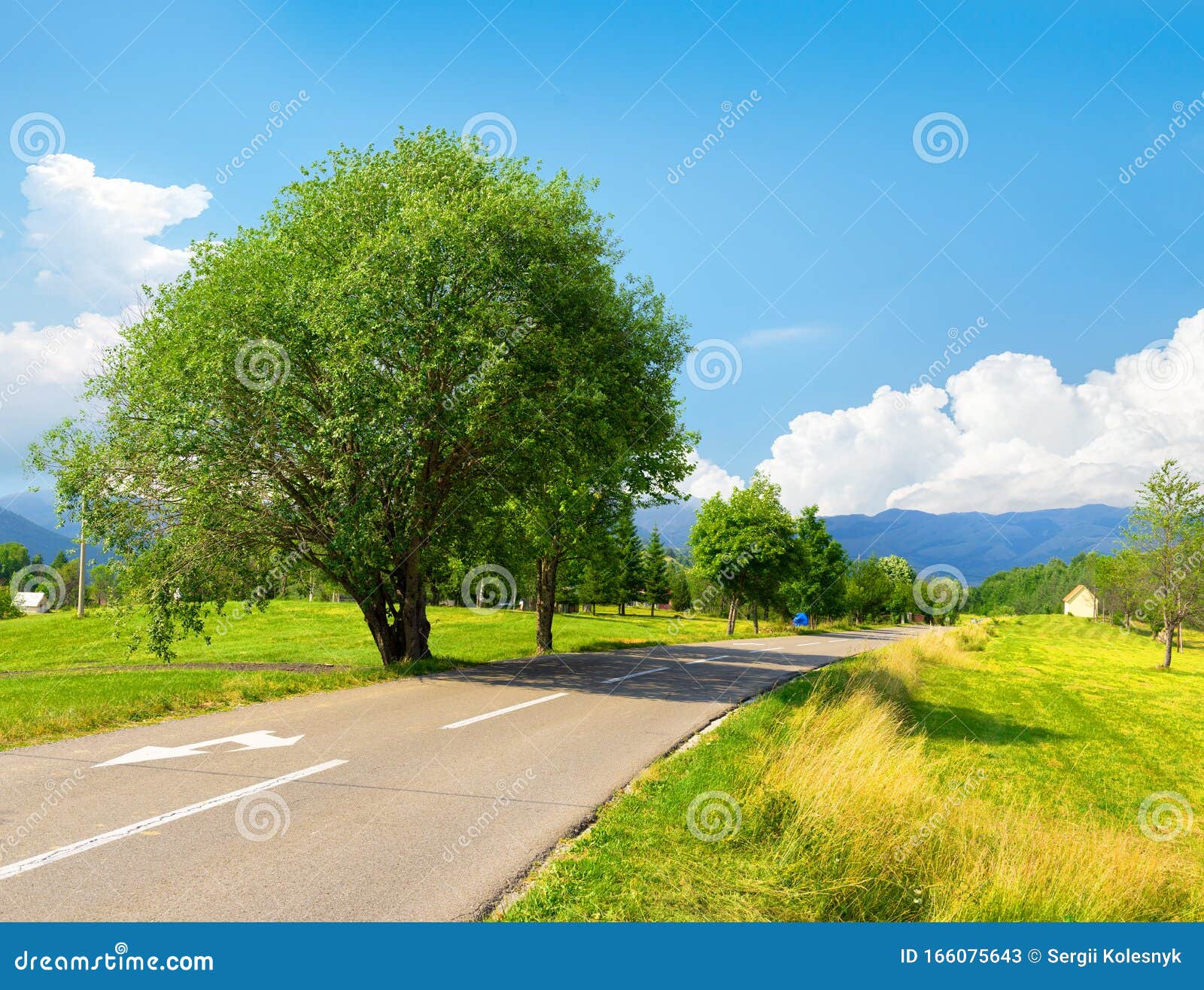 Tree near the road stock image. Image of highlands, empty - 166075643