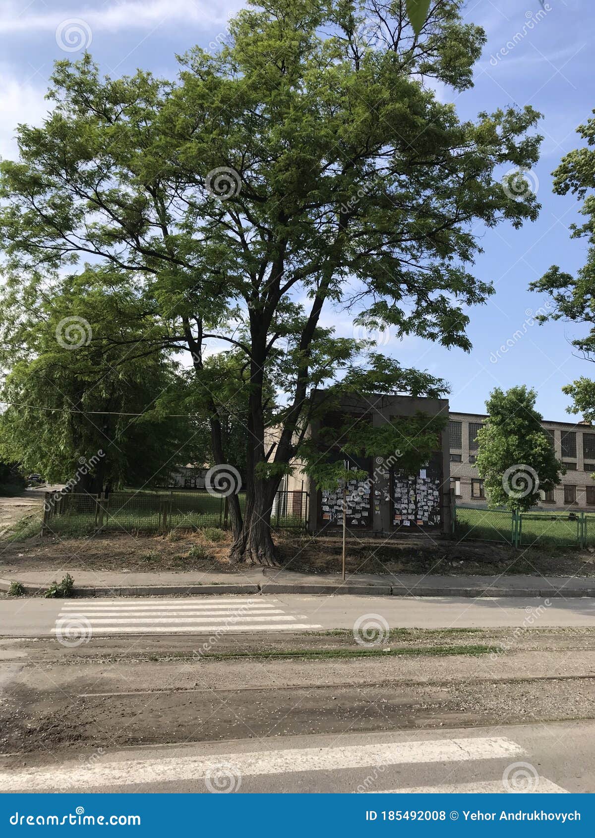 Tree Near the Road with a Pedestrian Crossing Stock Photo - Image of ...