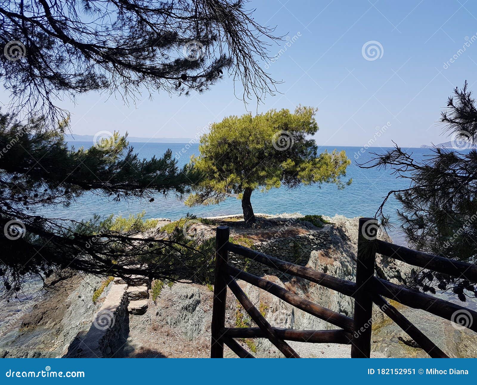 A tree near the sea stock image. Image of soil, clothing - 182152951