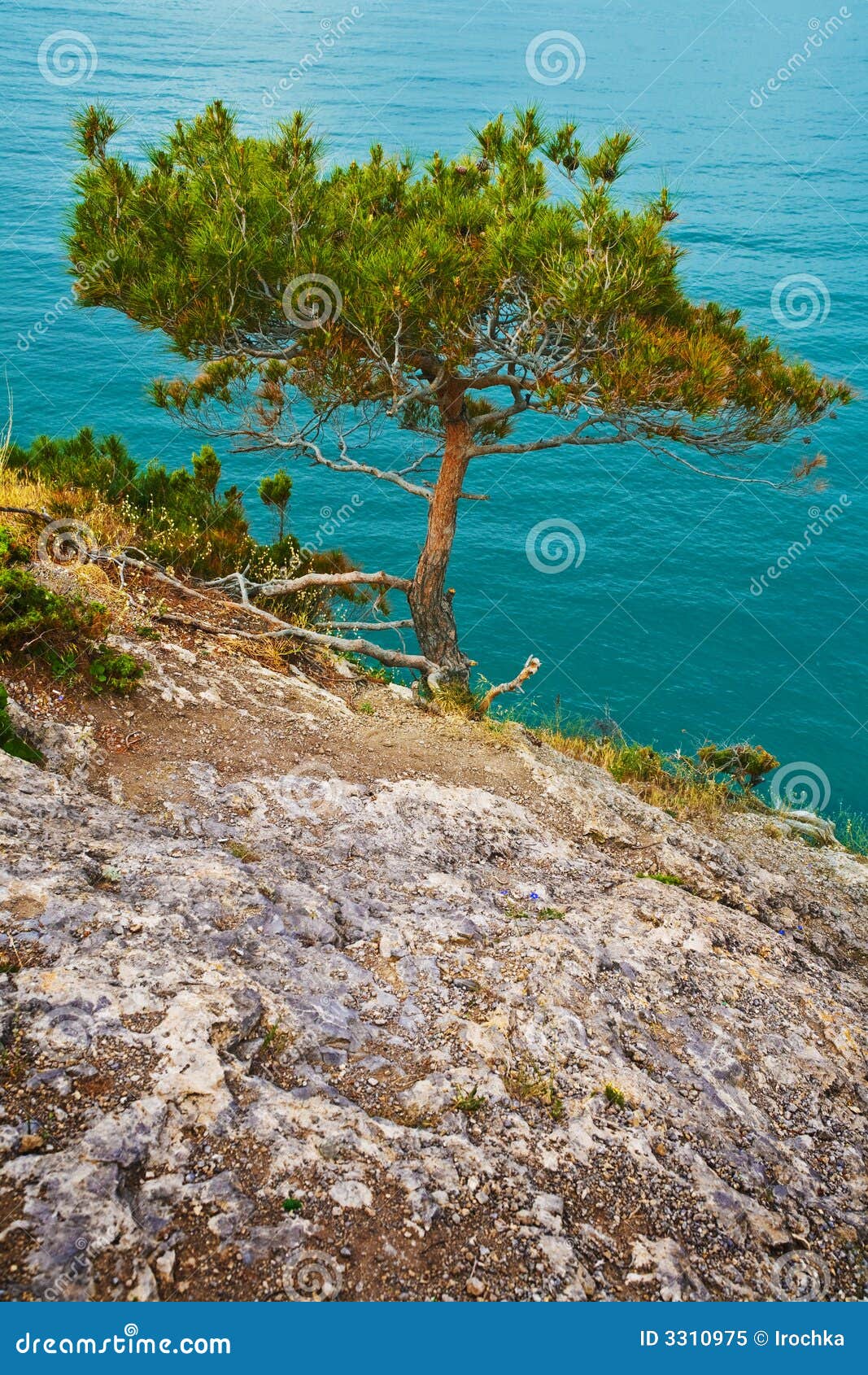 Tree near the sea stock image. Image of coastal, nature - 3310975