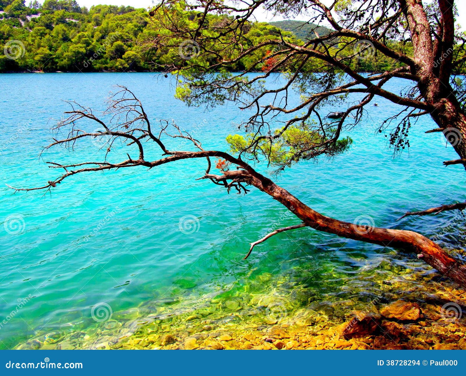 Tree near the sea stock photo. Image of pinetree, blue - 38728294