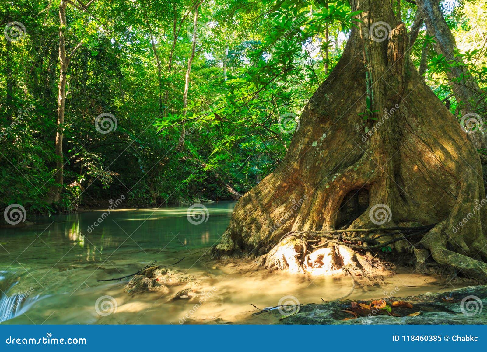Tree Near the Stream of Summer Stock Image - Image of sunrise, spring ...
