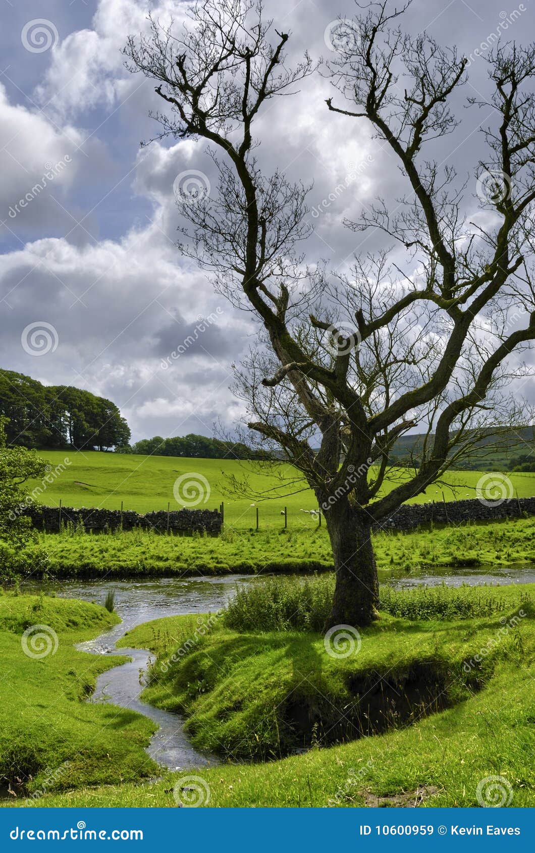 Tree near water stock image. Image of pasture, nature - 10600959