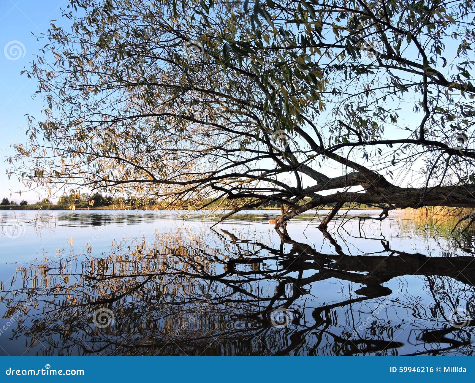 Tree near water, autumn stock photo. Image of sunset - 59946216
