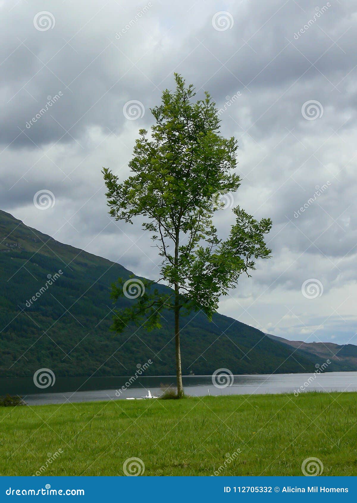 Tree near the water stock photo. Image of countryside - 112705332