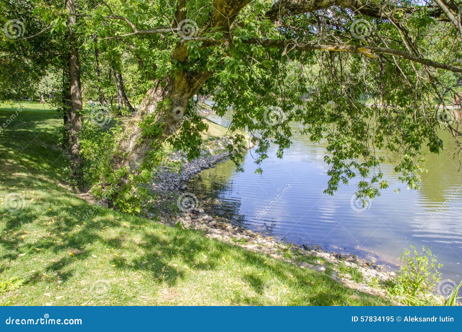 Tree near the water stock image. Image of scene, view - 57834195