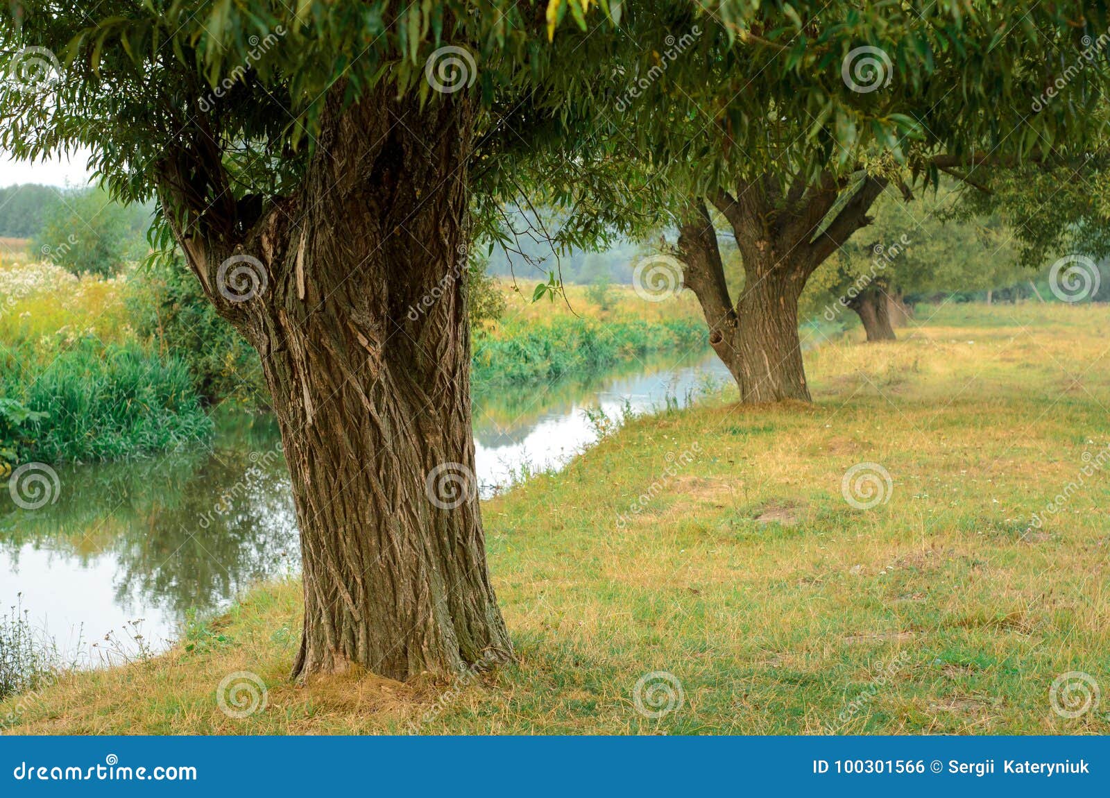 Tree Near the Water of River Stock Photo - Image of ecology, blossom ...