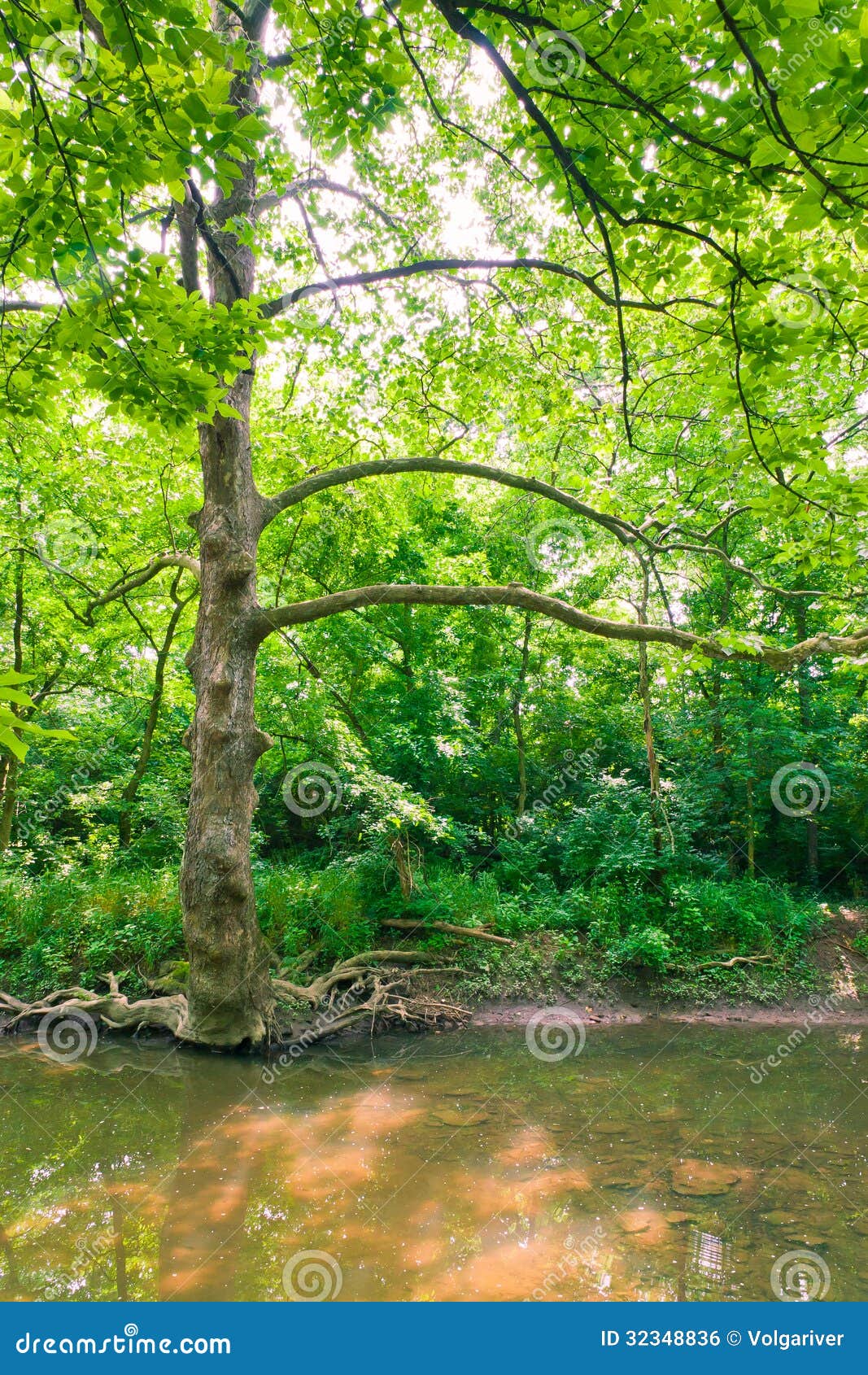Tree Near Water Stream in Green Forest Stock Photo - Image of hiking ...