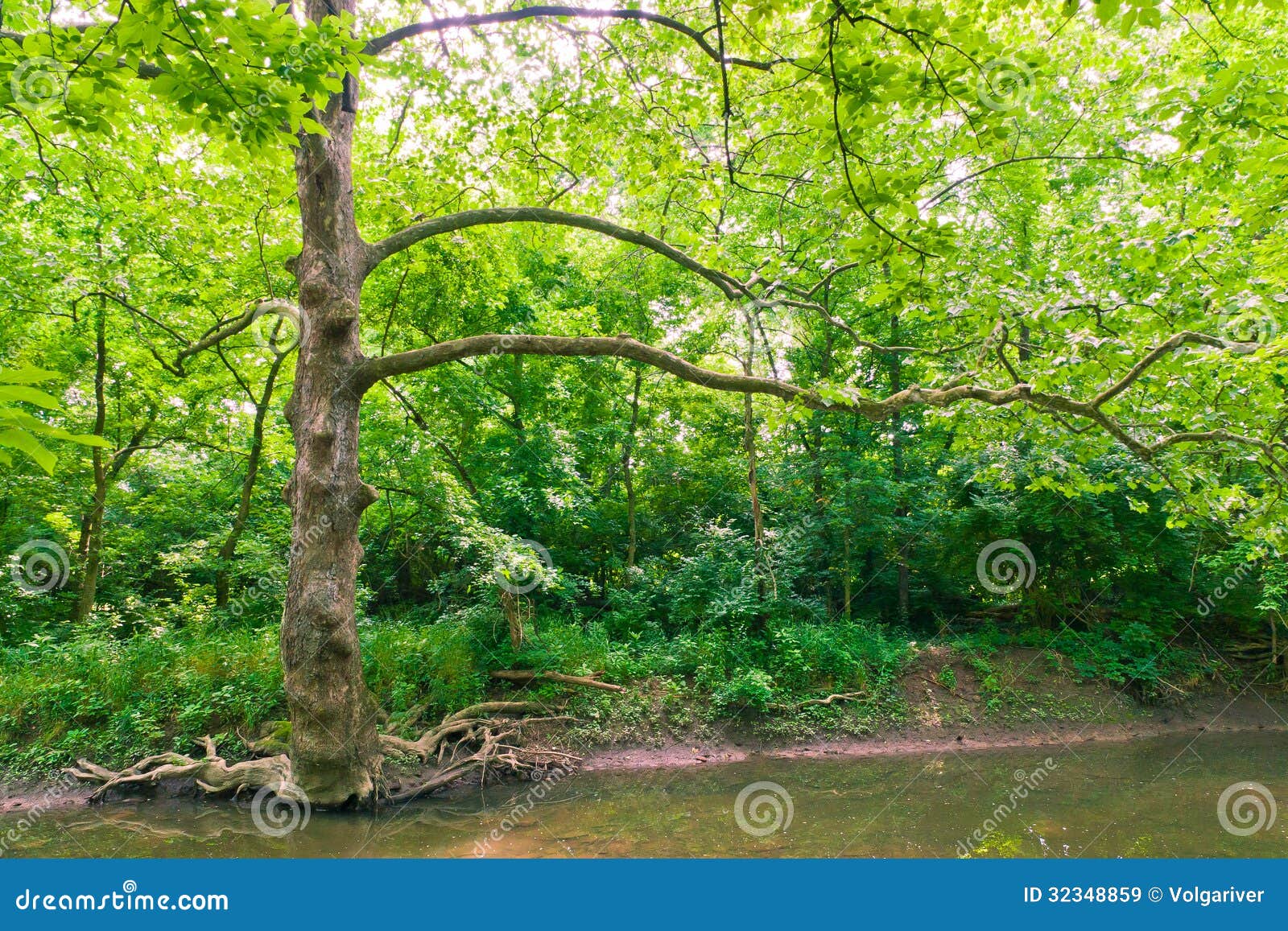Tree Near Water Stream in Green Forest. Stock Image - Image of path ...