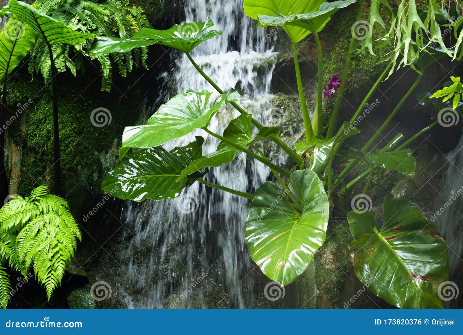Tree Near a Waterfall Closeup. a Fresh Clean Waterfall Surrounded by ...
