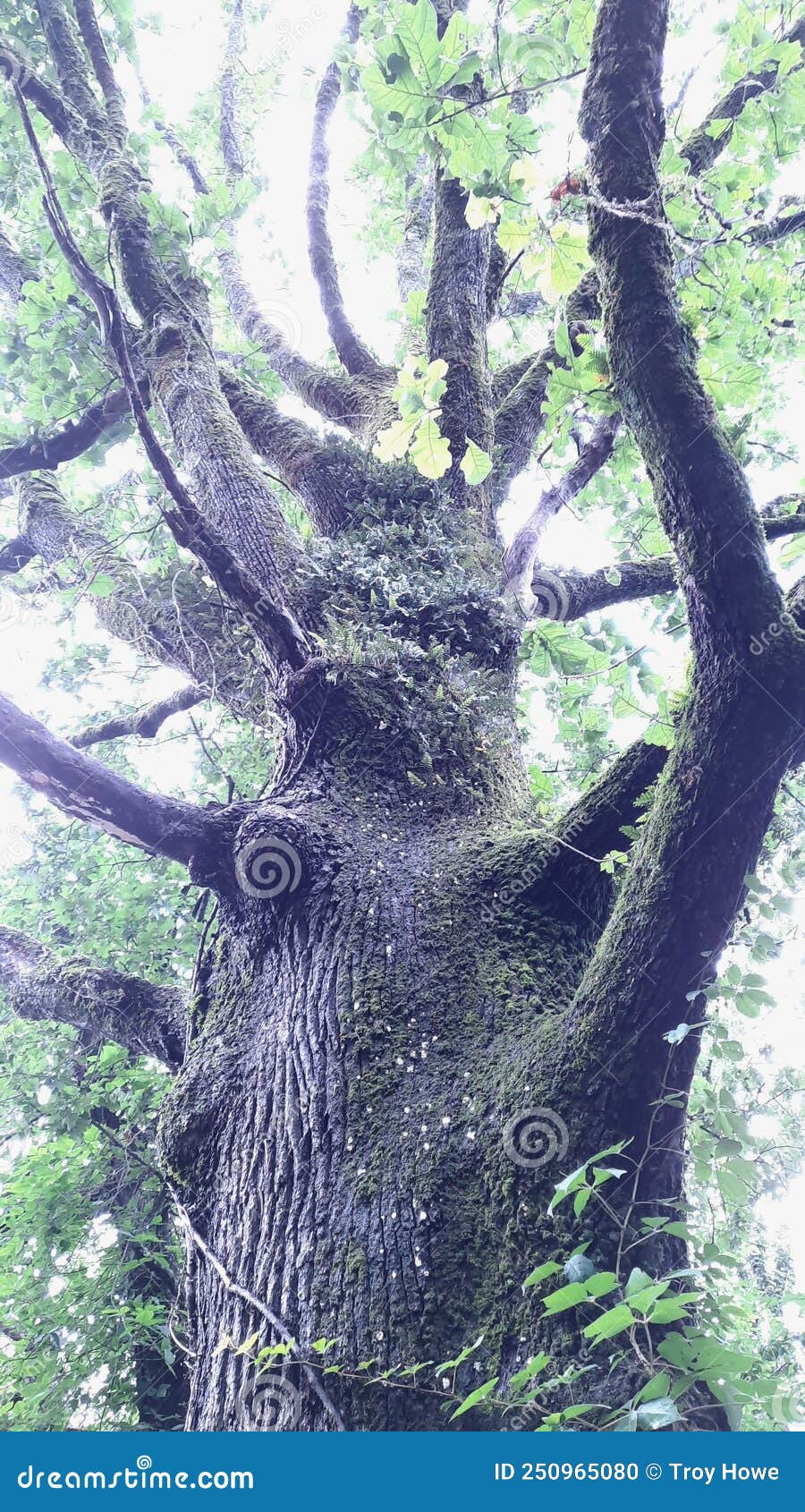 Tree in Need of a Treehouse Stock Photo - Image of plant, flower: 250965080