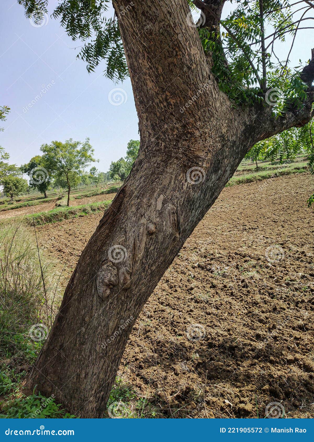 The Tree of Neem is Being Bent Structure Stock Photo - Image of tree ...