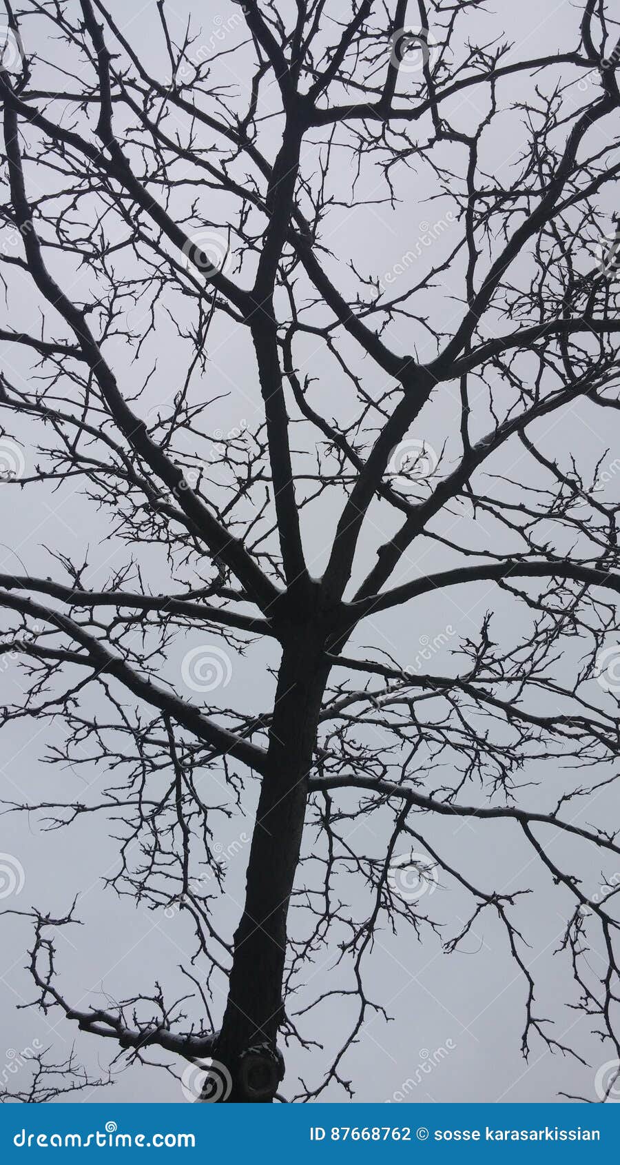 Tree stock photo. Image of negative, nature, photgraphy - 87668762