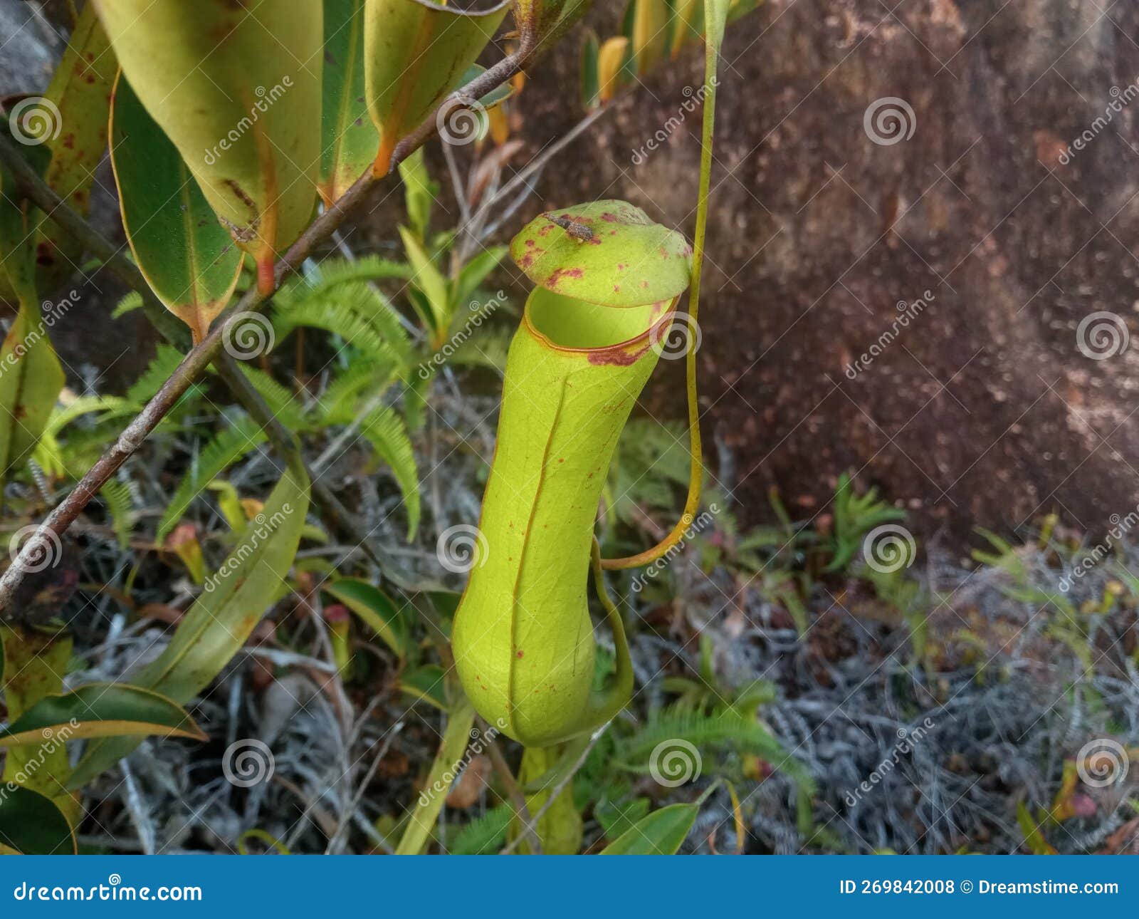 The Tree Nepenthes Mirabilis in the Bush in Indonesia Forest Stock ...