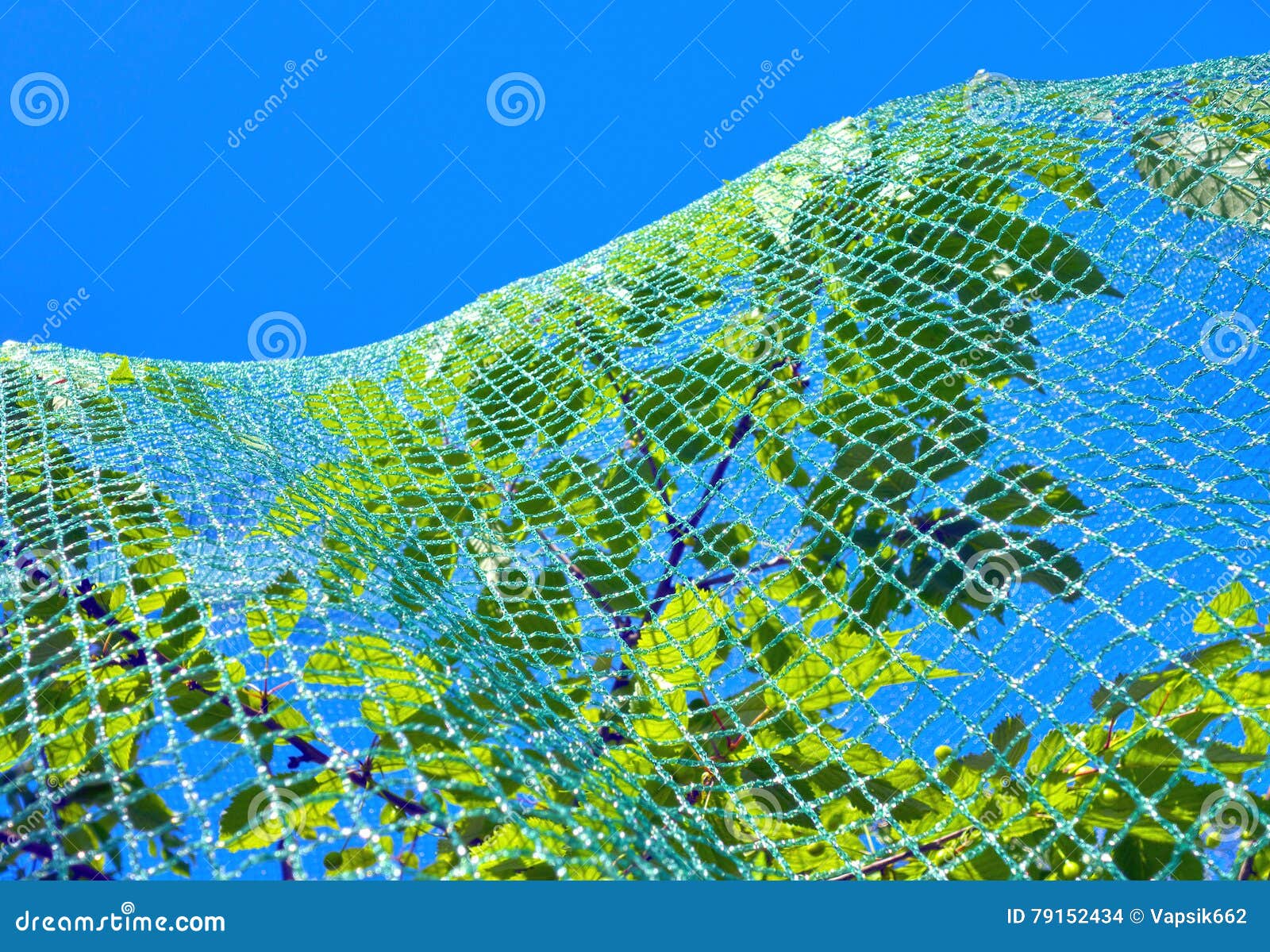 Tree netting. stock photo. Image of cover, blue, gardening - 79152434