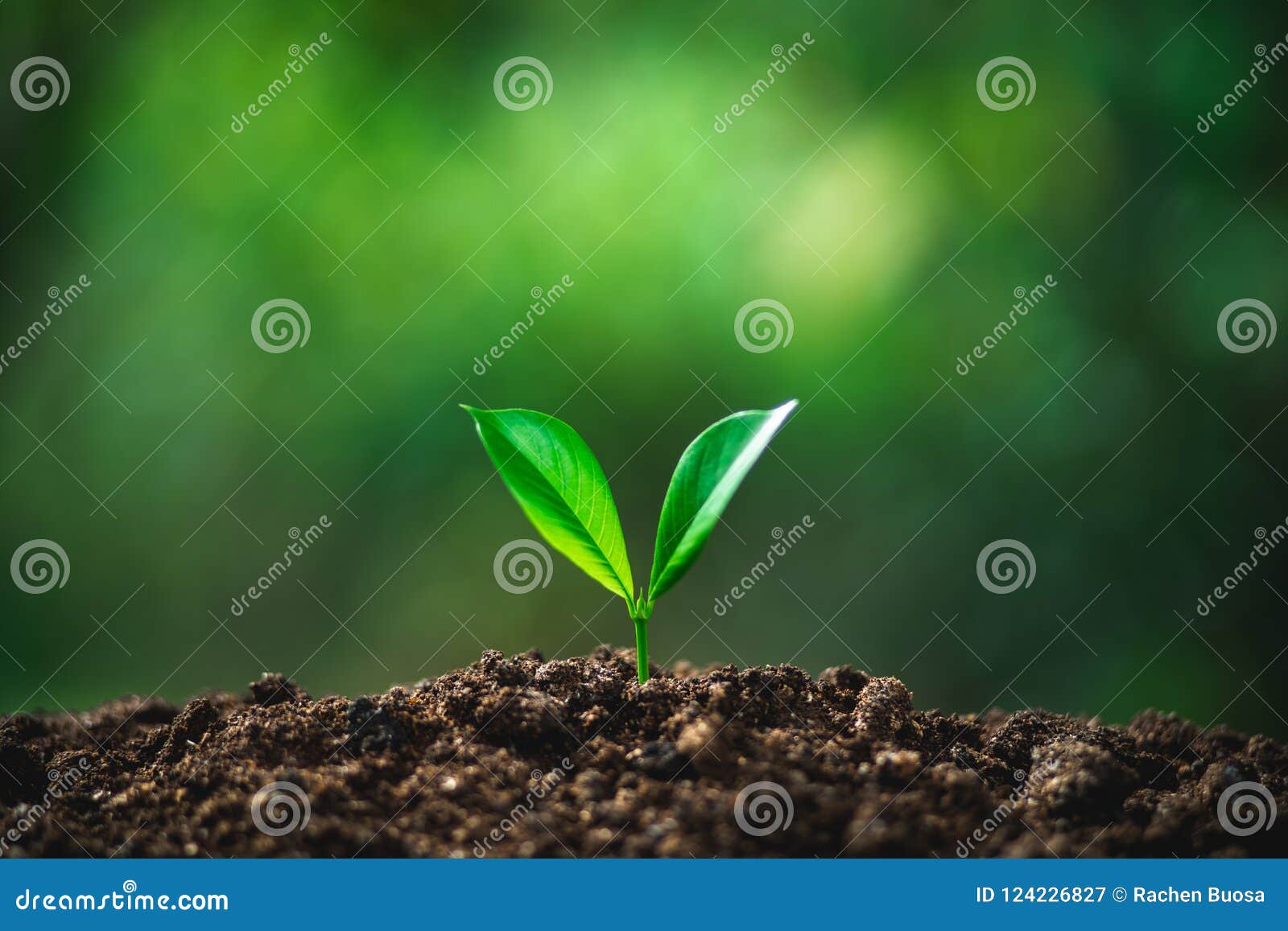Tree in Neutral Background Close-Up of Fresh Green Plan Stock Image ...