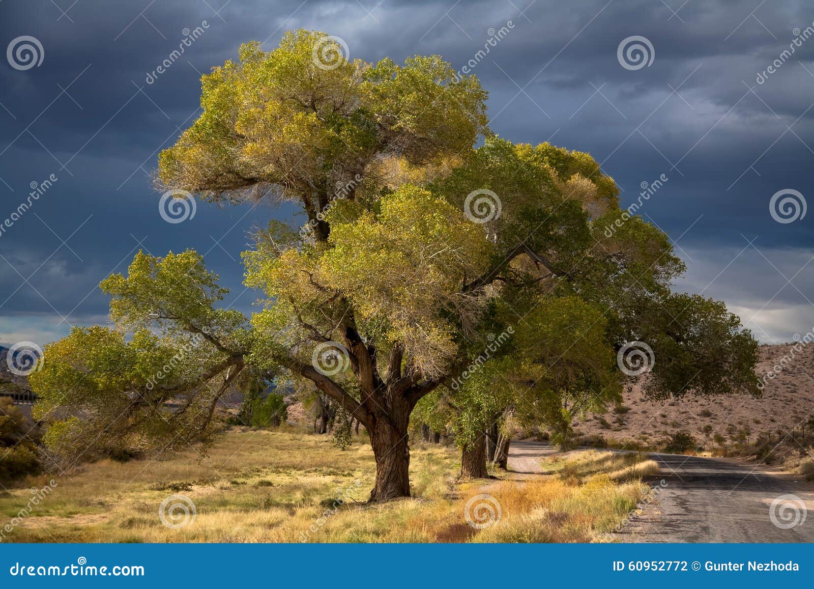 Tree in Nevada stock photo. Image of tree, desert, storm - 60952772