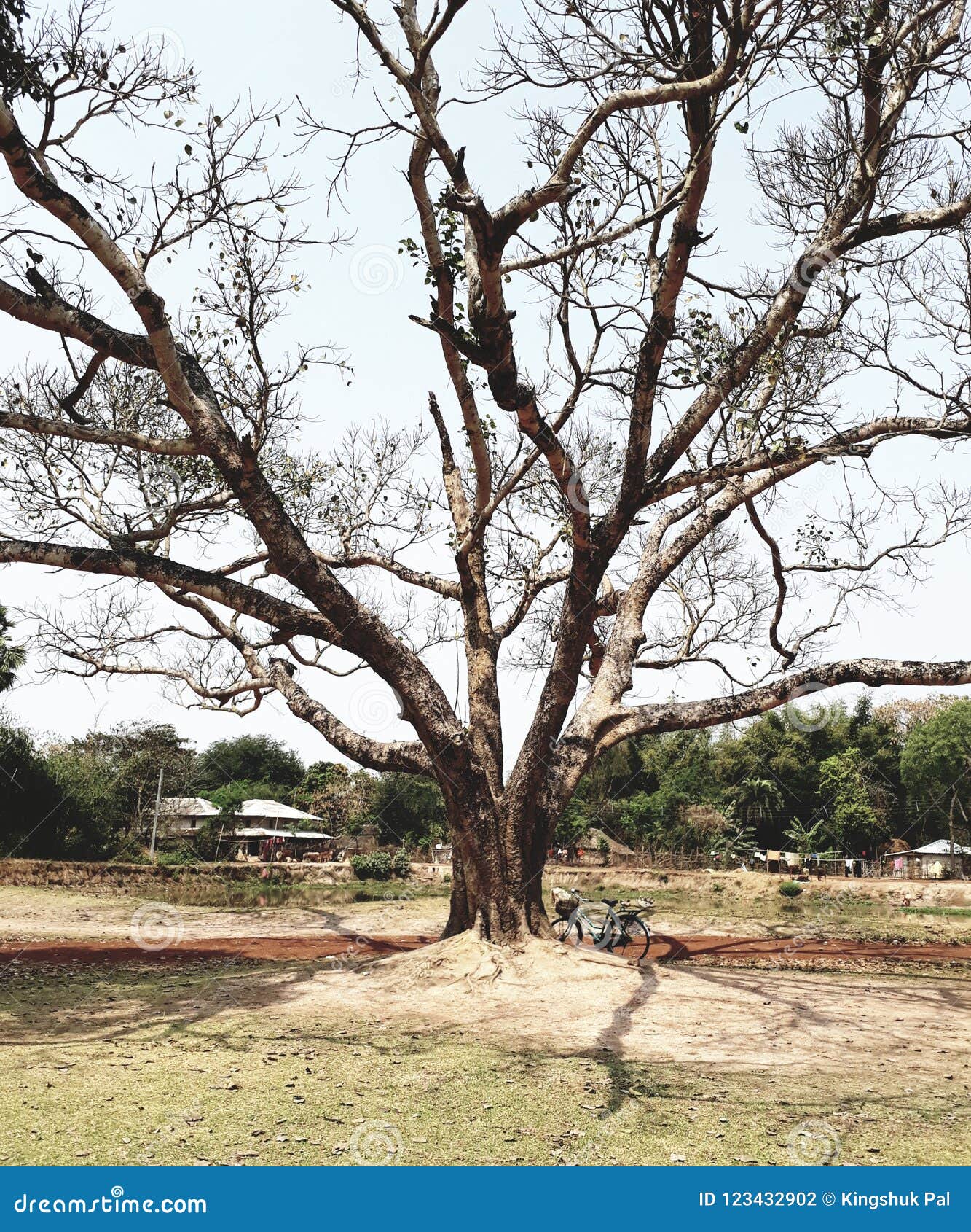 Old Attitude Tree stock photo. Image of black, tree - 123432902