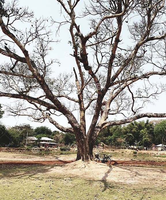 Old Attitude Tree stock photo. Image of black, tree - 123432902