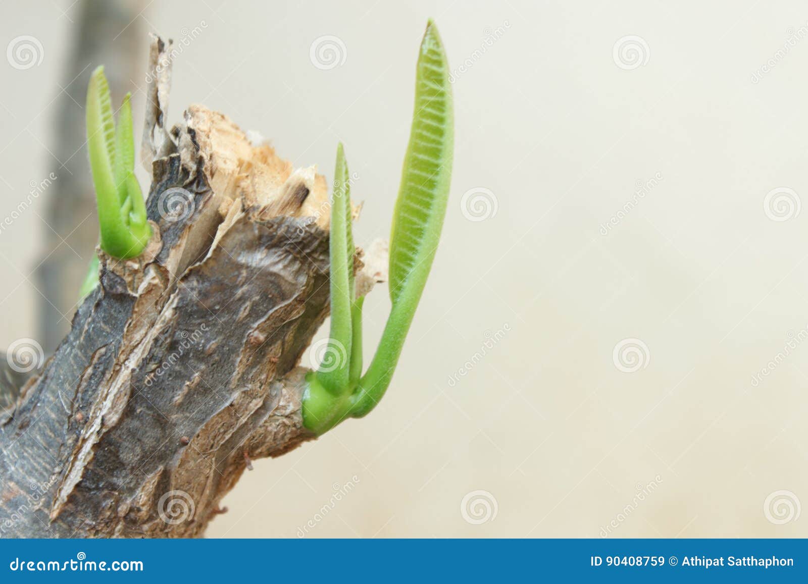 Tree is new born stock image. Image of bornn, asia, tree - 90408759