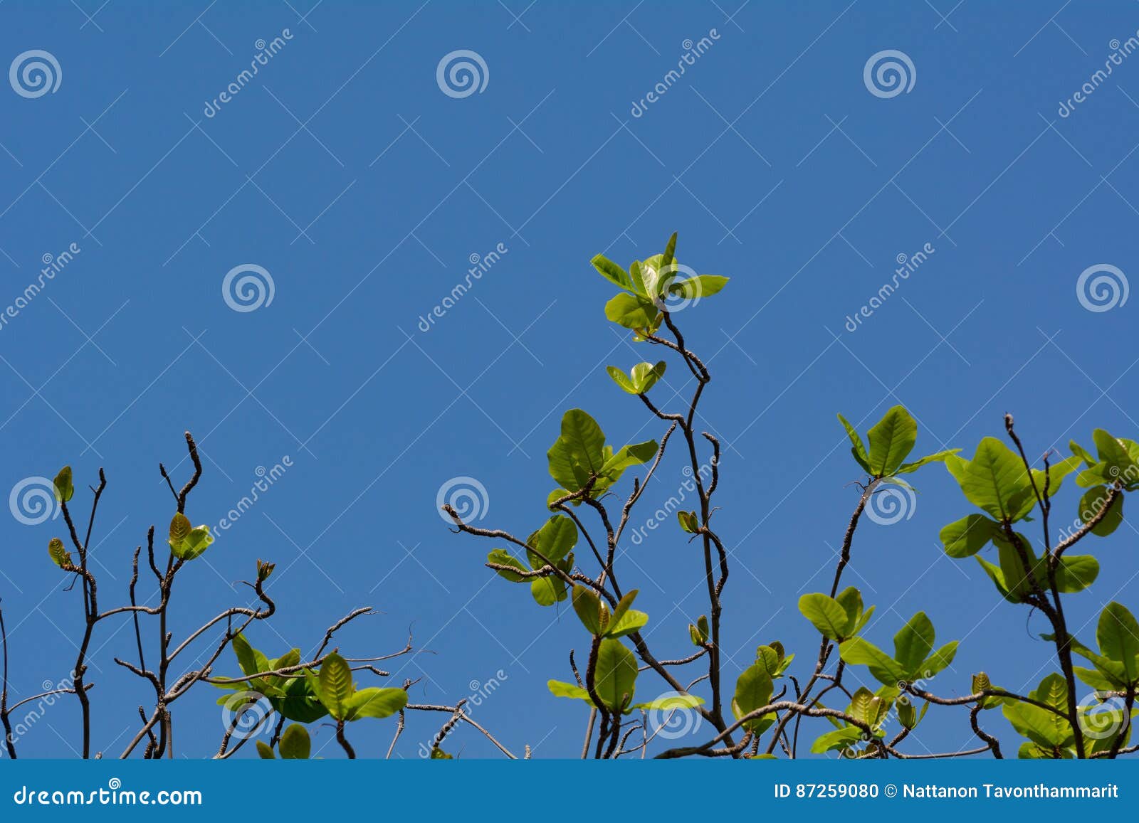 Tree with new leaves. stock photo. Image of asia, spring - 87259080