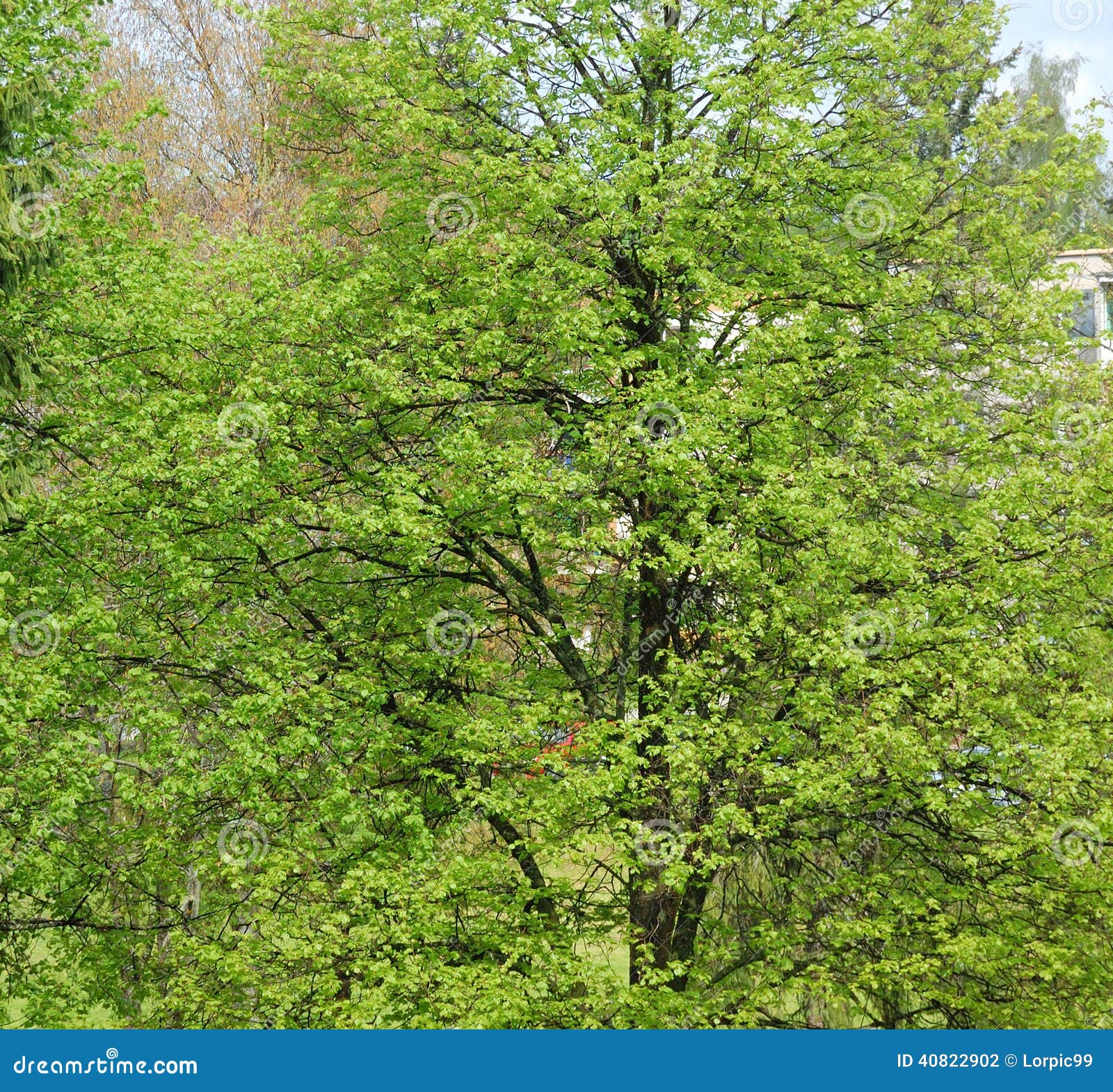 Tree stock photo. Image of nature, flora, flowers, trees - 40822902