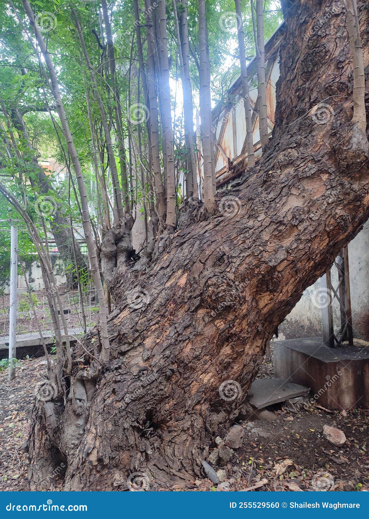 A Tree with New Vertical Branches Stock Photo - Image of track, nature ...