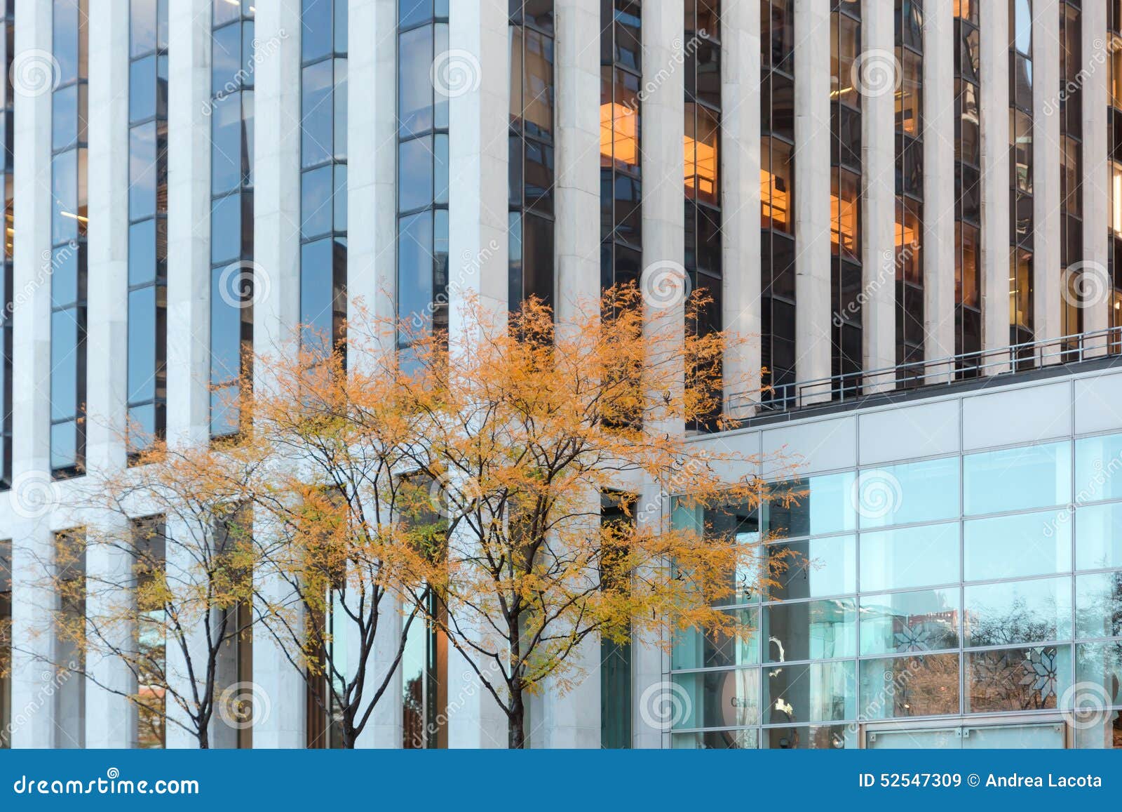 Tree between New York Buildings Stock Image - Image of manhattan ...