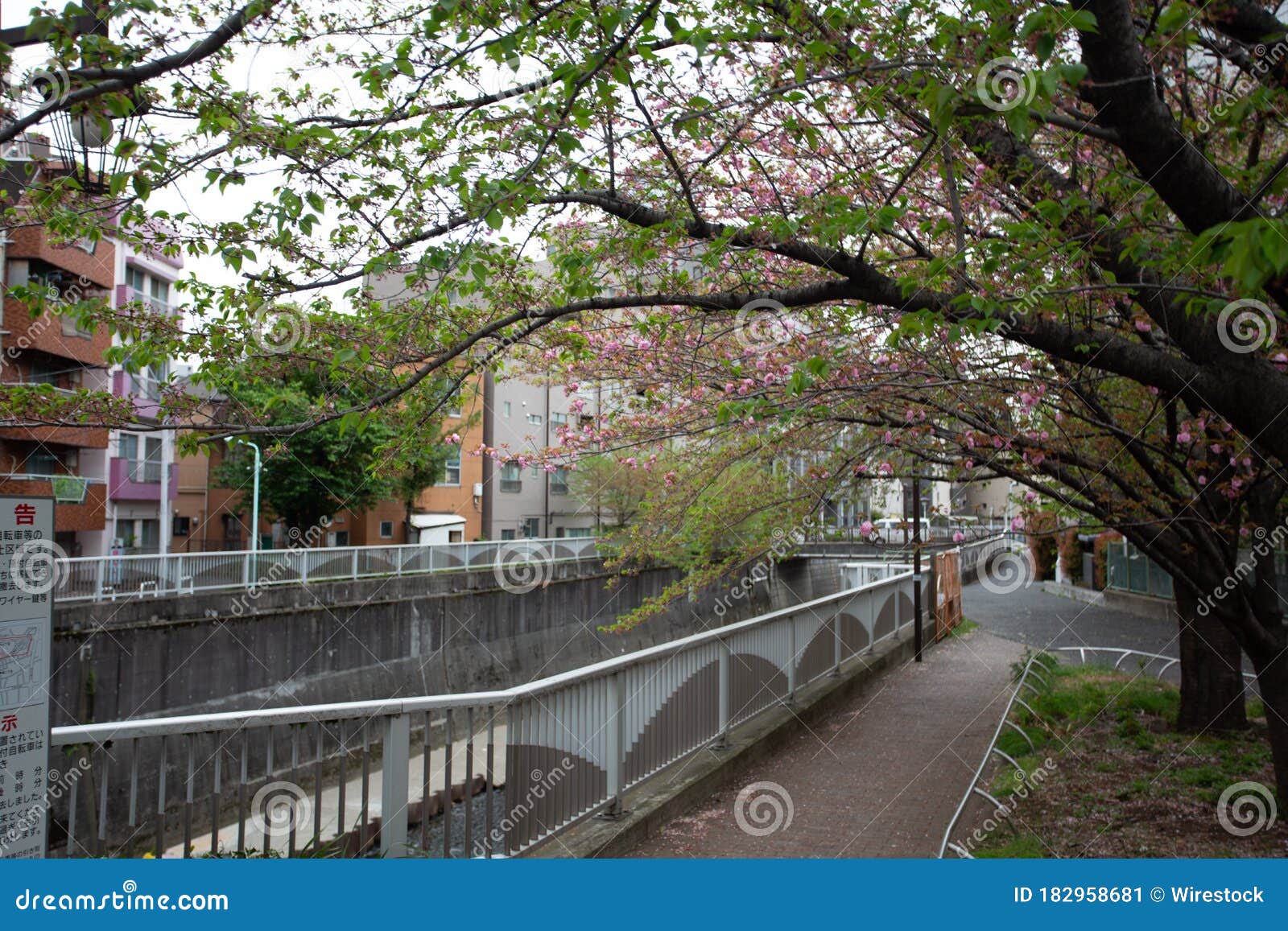 Tree Next To the Buildings of the City during Daytime Editorial Photo ...