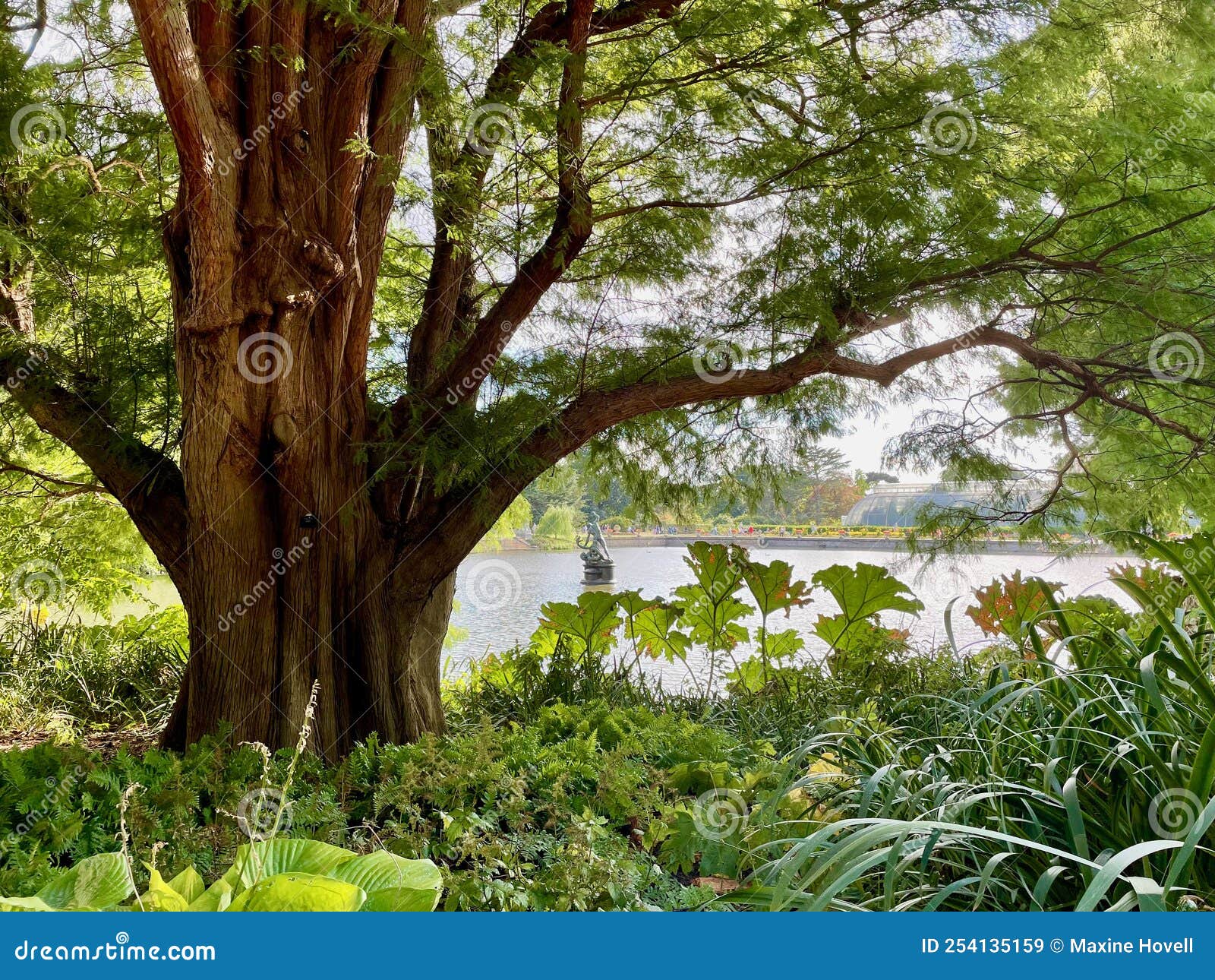 Tree Next To the Lake at Kew Stock Image - Image of 2022, stretching ... Tree Next To the Lake at Kew Stock Image - Image of 2022, stretching ...