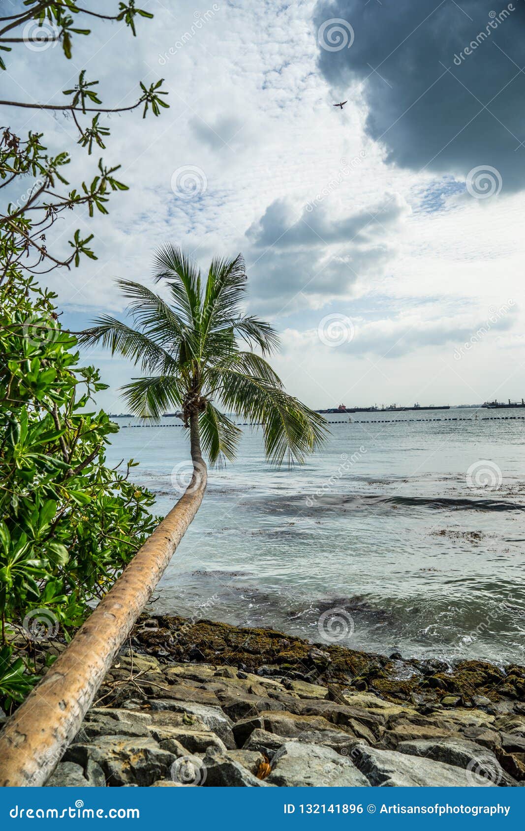 Tree next to the ocean stock photo. Image of palm, nature - 132141896