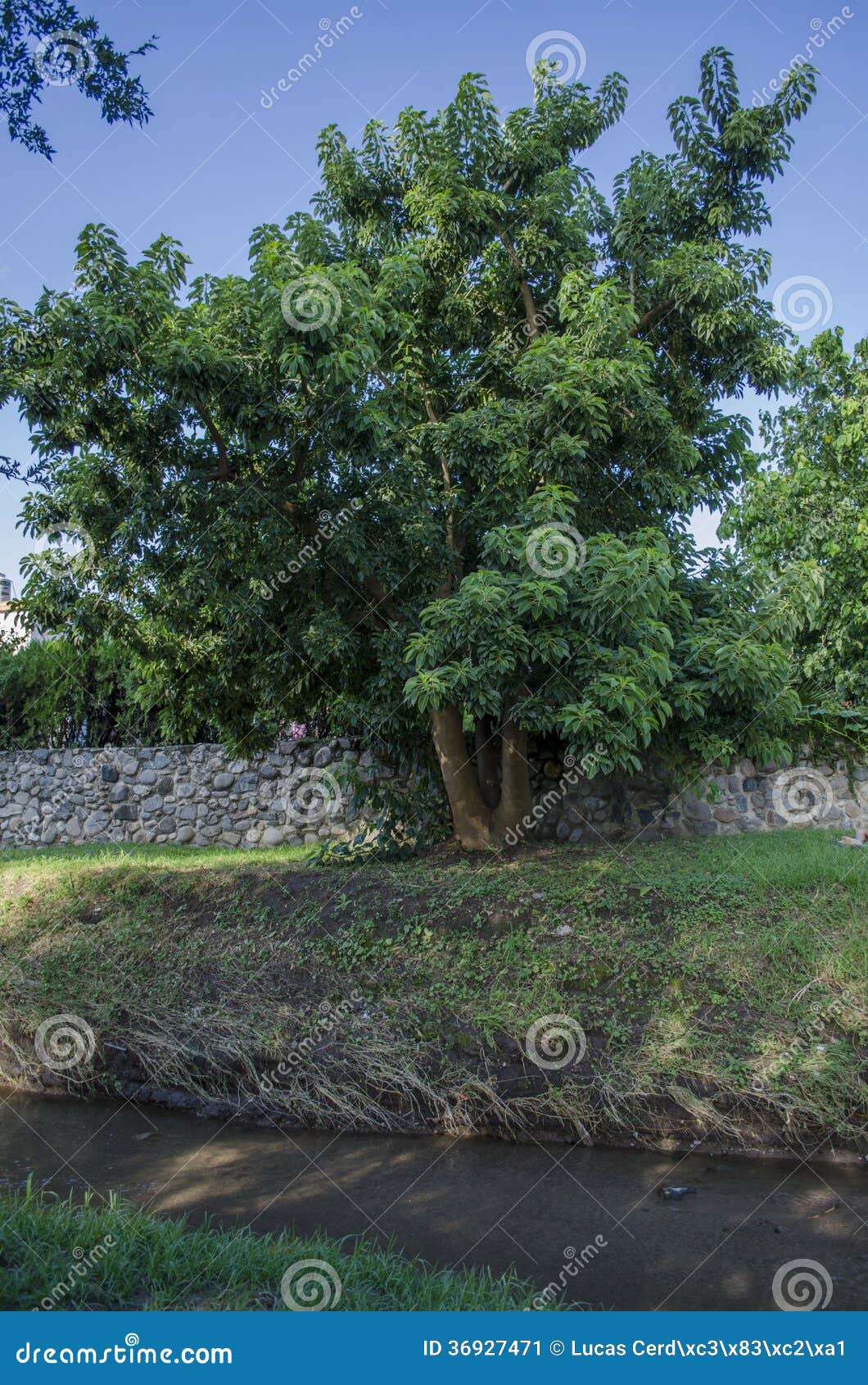 Tree next to the river stock image. Image of blue, green - 36927471