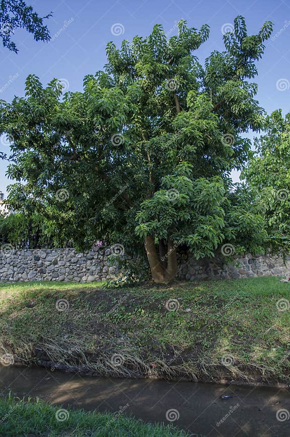 Tree next to the river stock image. Image of blue, green - 36927471