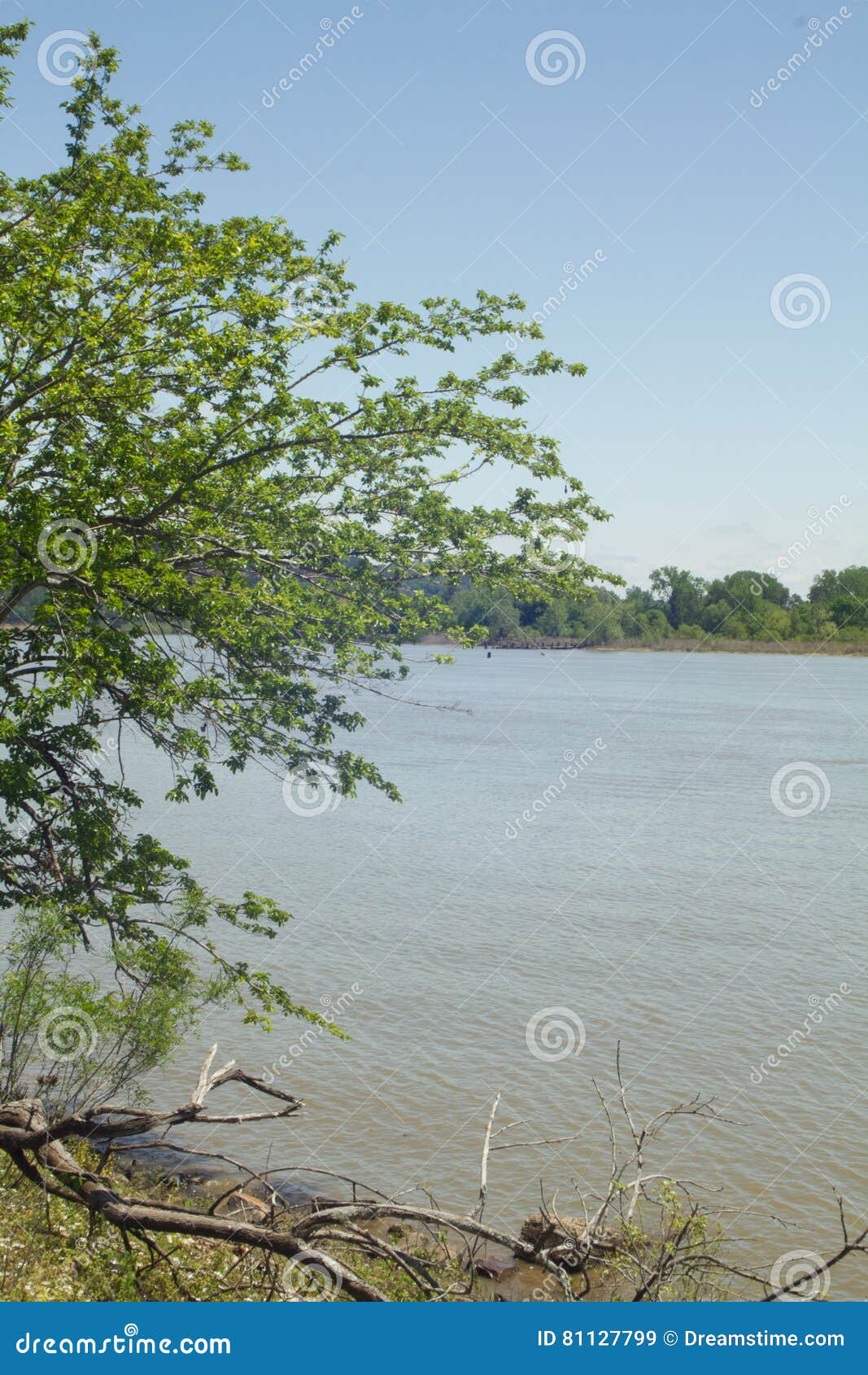 Tree next to River stock image. Image of tree, sticks - 81127799