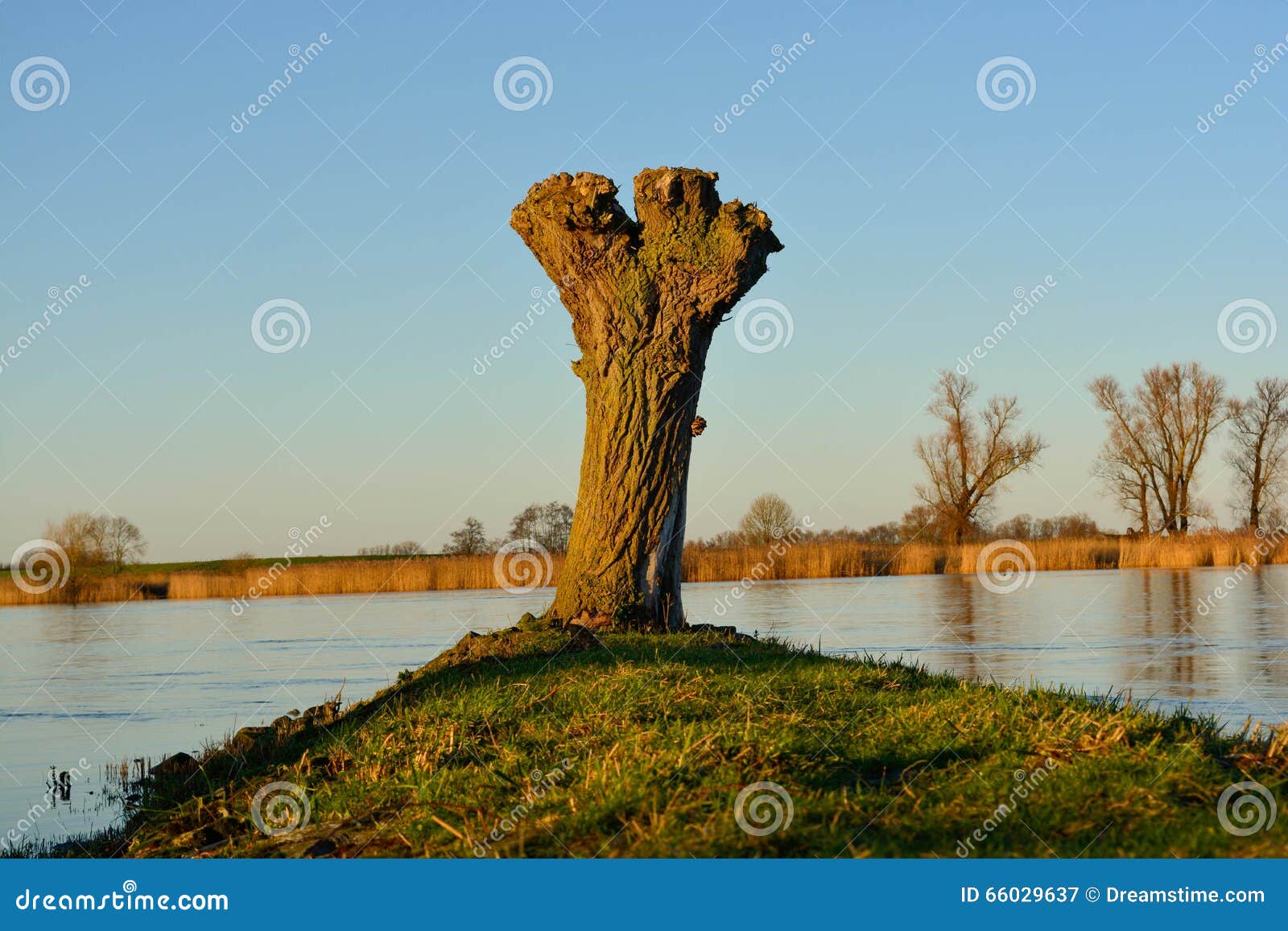 A tree next to a river stock image. Image of towers, river - 66029637