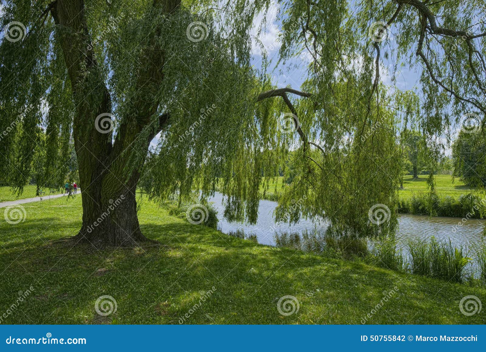 Tree next to river/stram stock photo. Image of running - 50755842