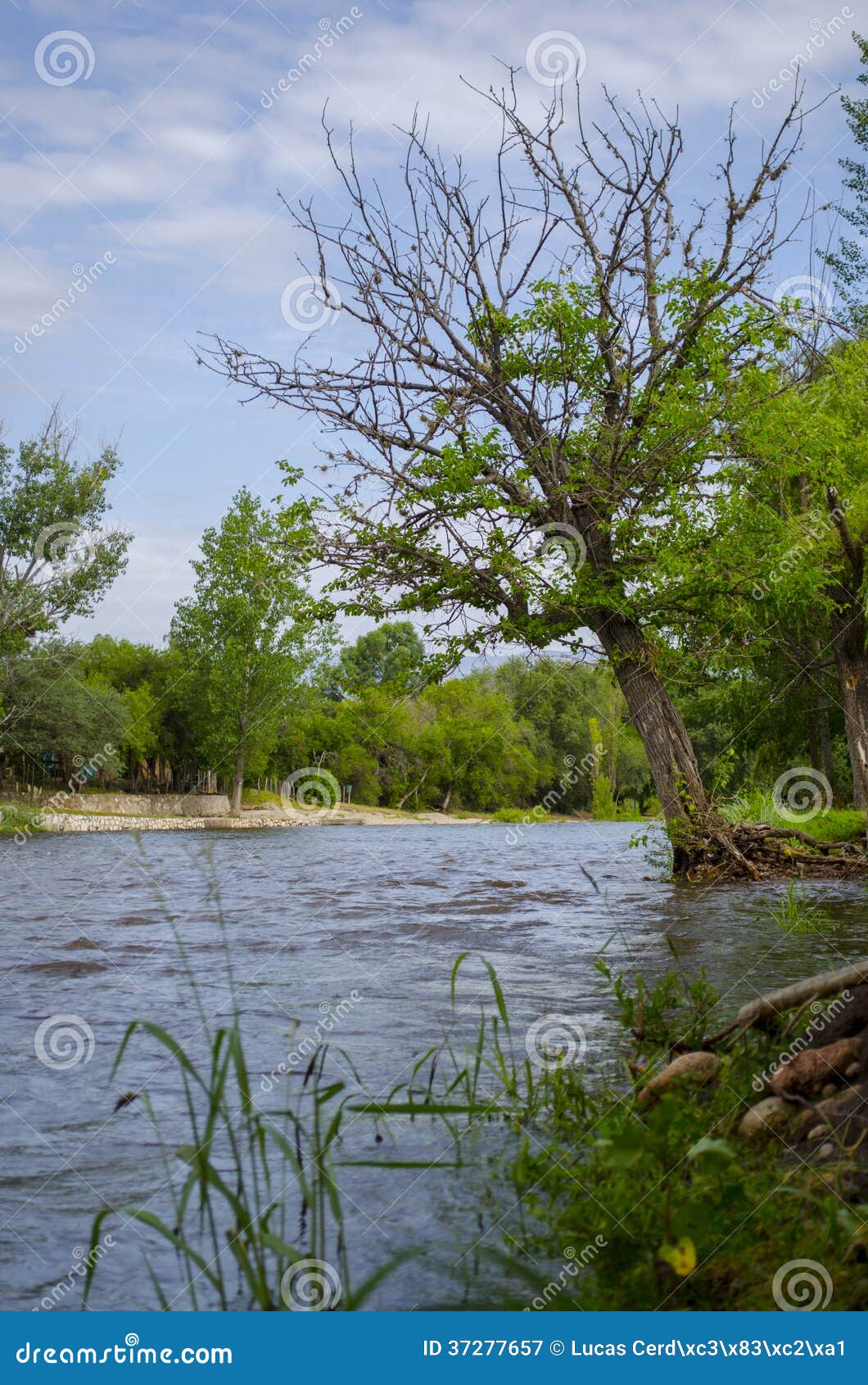 Tree next to the river stock image. Image of clouds, beautiful - 37277657
