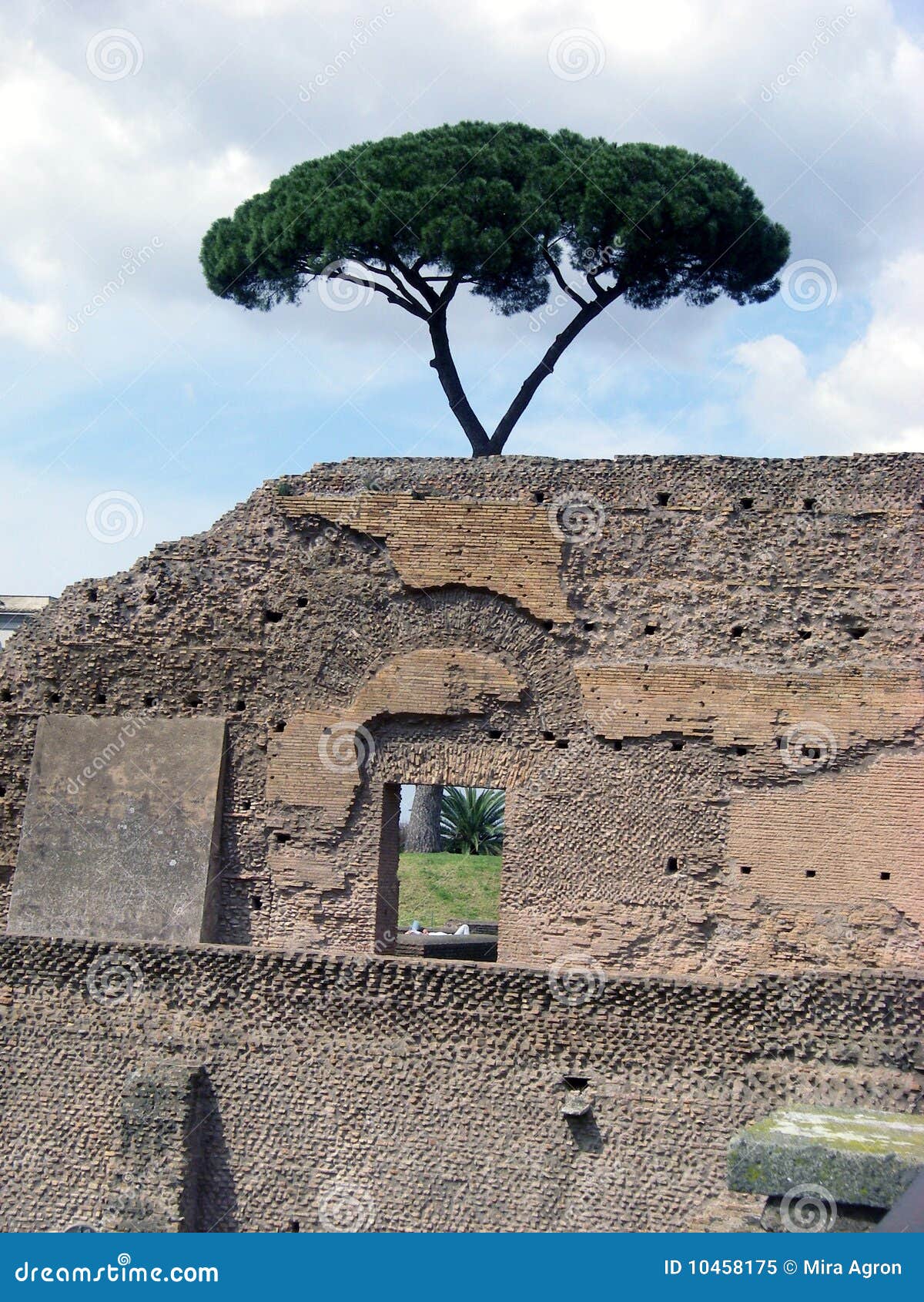 Tree next to Rome Ruins stock image. Image of building - 10458175