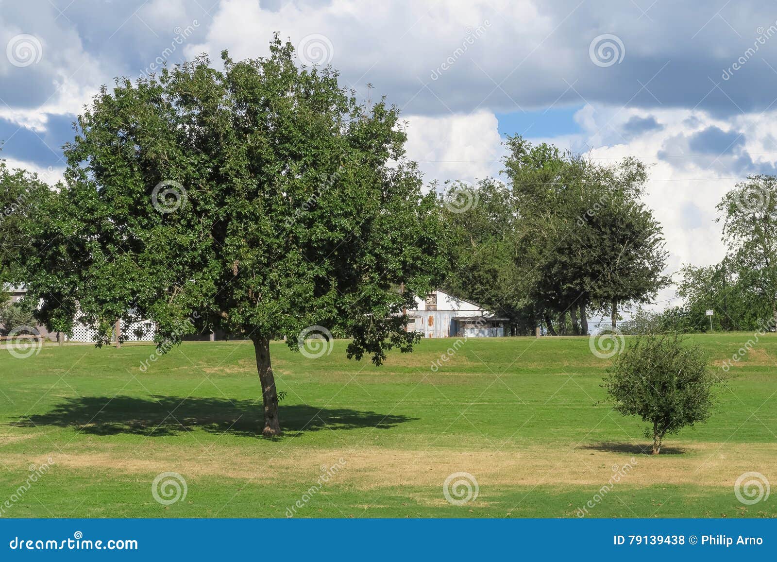 A Tree Next To a Small Bush Stock Photo - Image of texas, little: 79139438