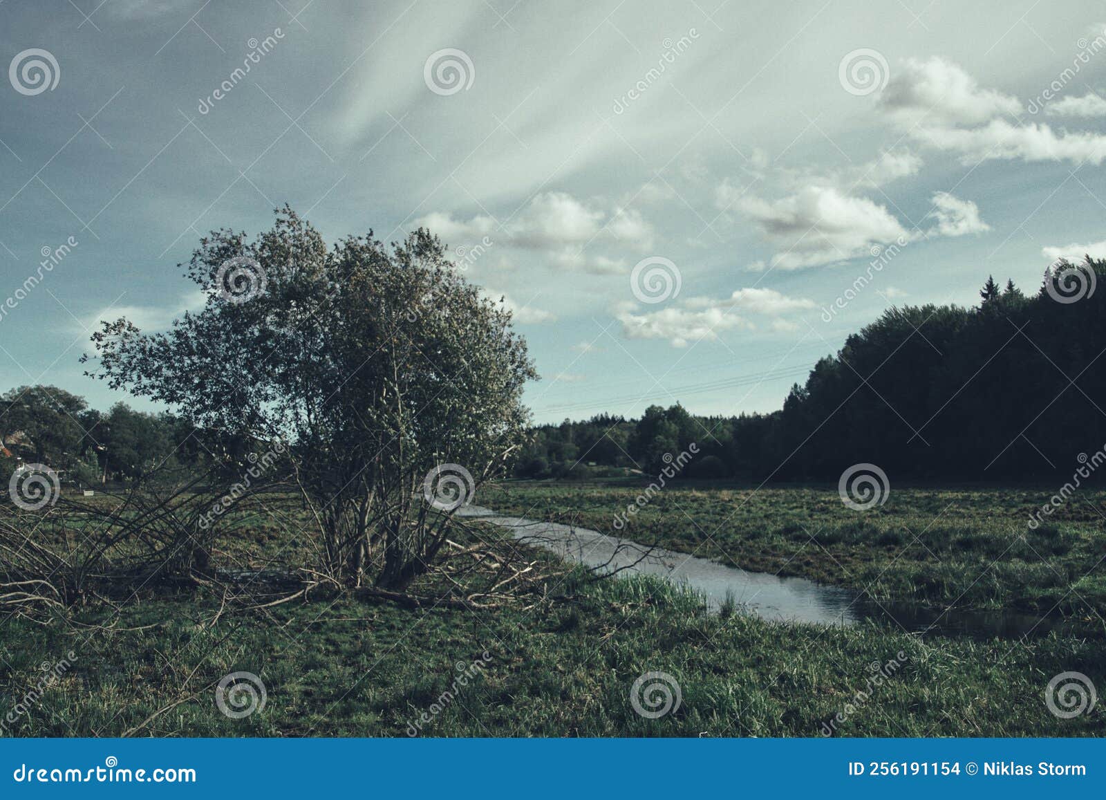 A Tree Next To Stream in the Field Stock Photo - Image of next, wind ...