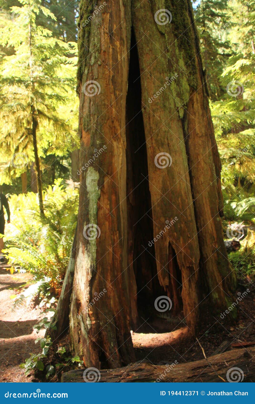 A Tree that Splits stock image. Image of bottom, sunny - 194412371