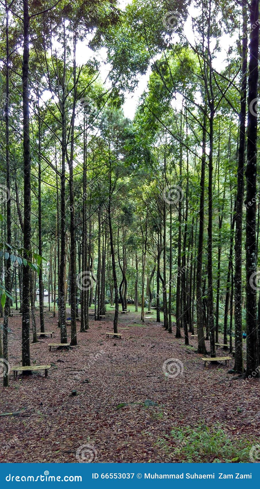 Tree stock image. Image of chair, view, nice, green, tree - 66553037